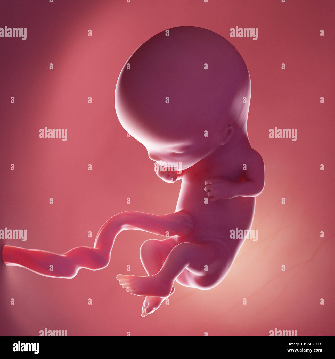 3d rendered medically accurate illustration of a human fetus - week 11 ...