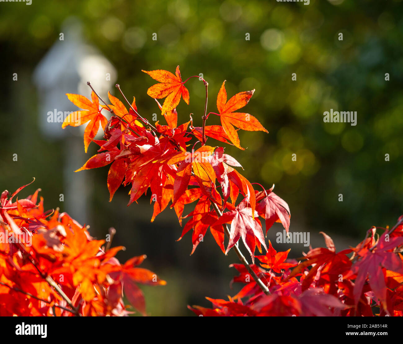 Acer palmatum osakazuki tree hi-res stock photography and images - Alamy
