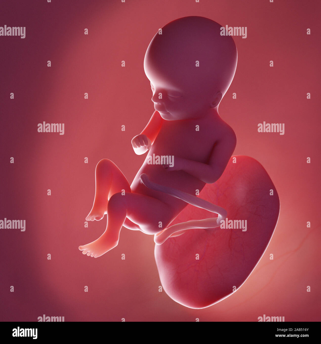 3d rendered medically accurate illustration of a human fetus - week 16 ...