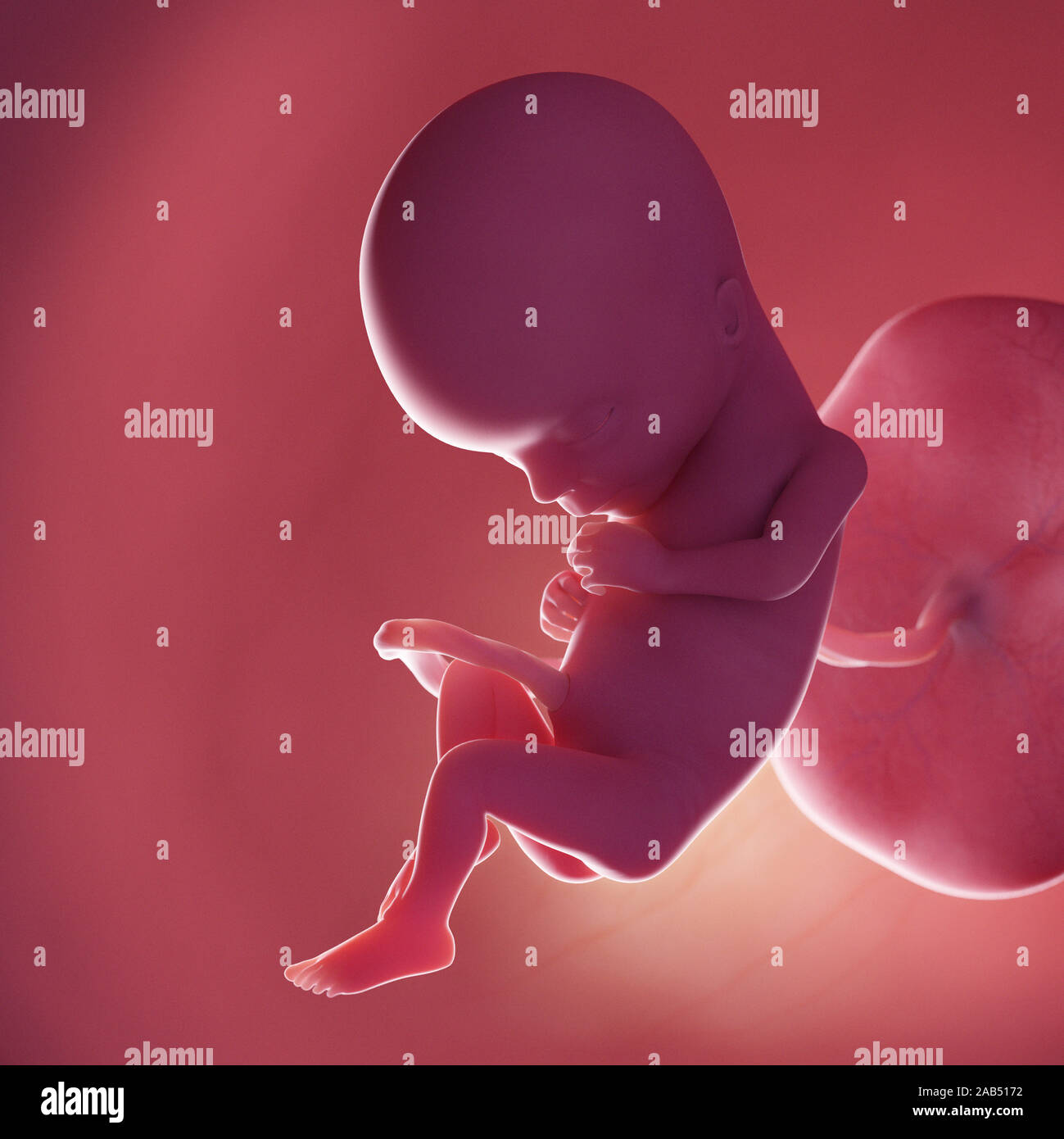 3d rendered medically accurate illustration of a human fetus - week 15 ...