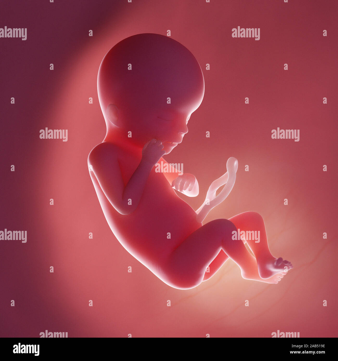 3d rendered medically accurate illustration of a human fetus - week 19 ...