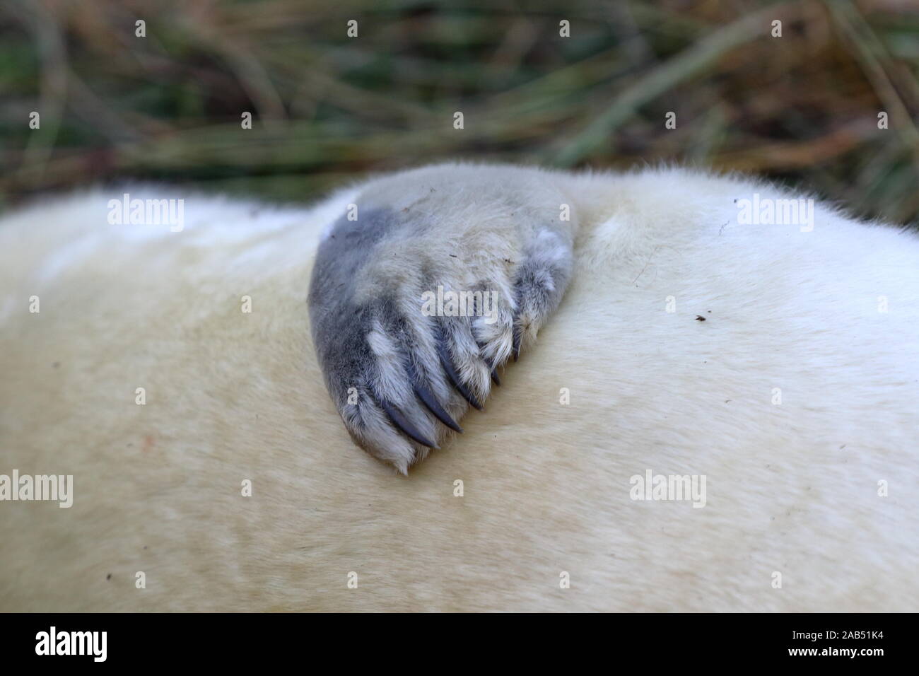 shot of a front paw of a grey seal (Halichoerus grypus) pup Stock Photo ...