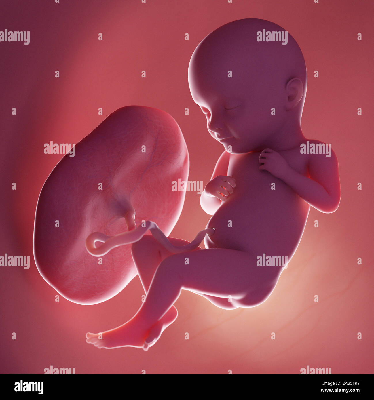 3d rendered medically accurate illustration of a human fetus - week 32 ...