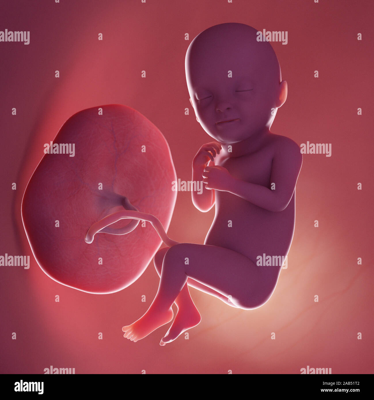 3d rendered medically accurate illustration of a human fetus - week 33 ...