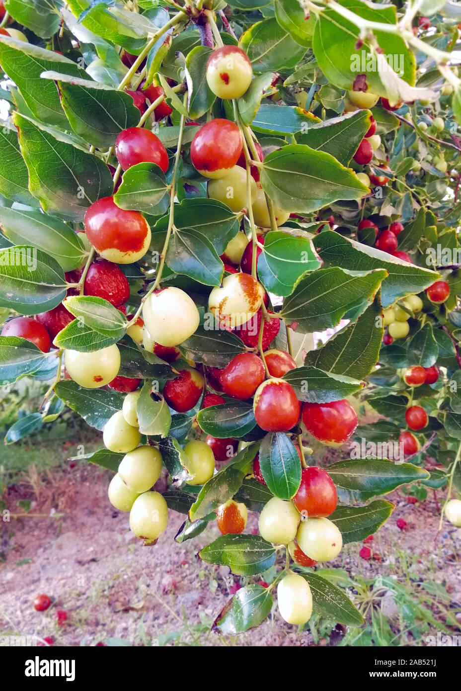 Common jujube hi-res stock photography and images - Alamy
