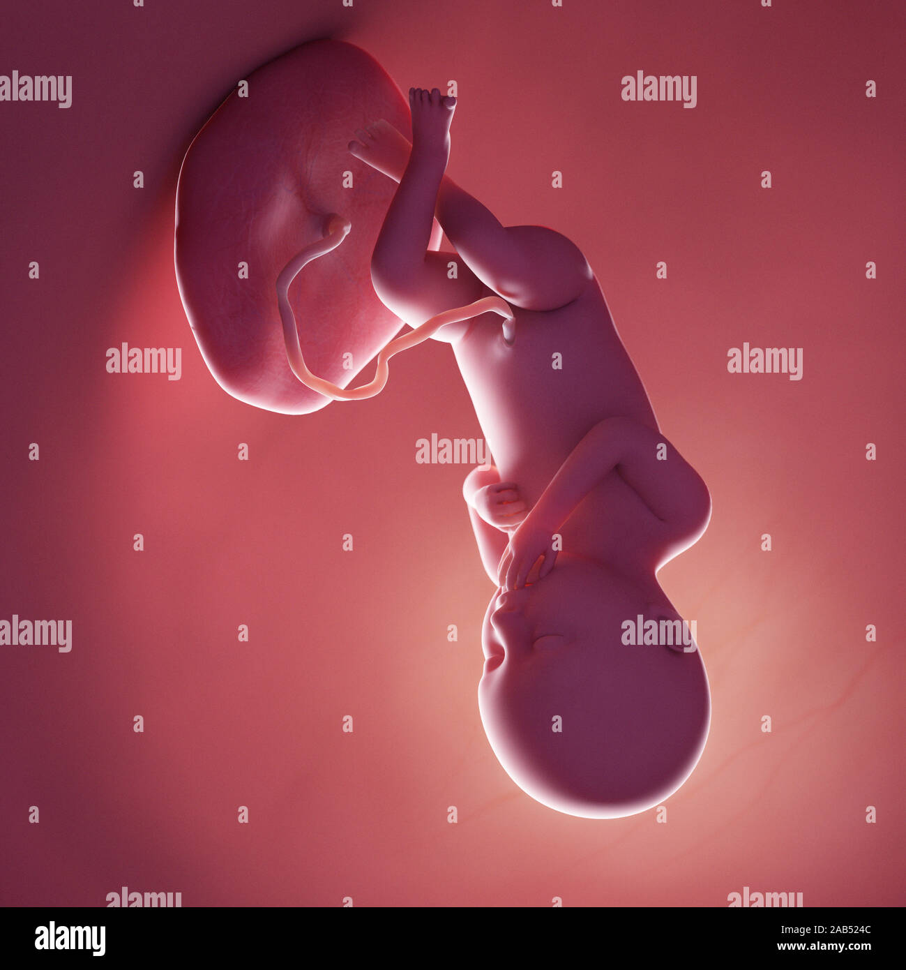 36 week fetus hi-res stock photography and images - Alamy
