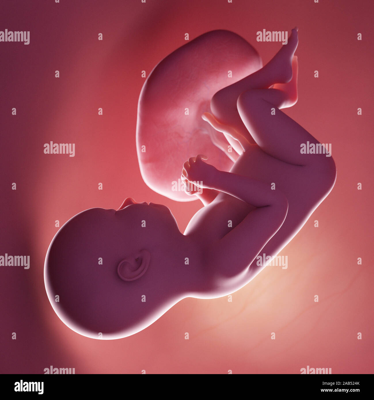 Week 37 Week Fetal Development High Resolution Stock Photography and ...