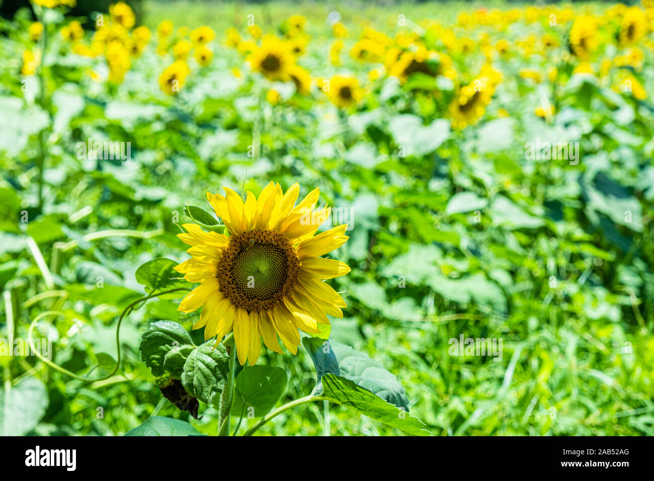 Sunflower field landscape bright blooms hi-res stock photography and ...
