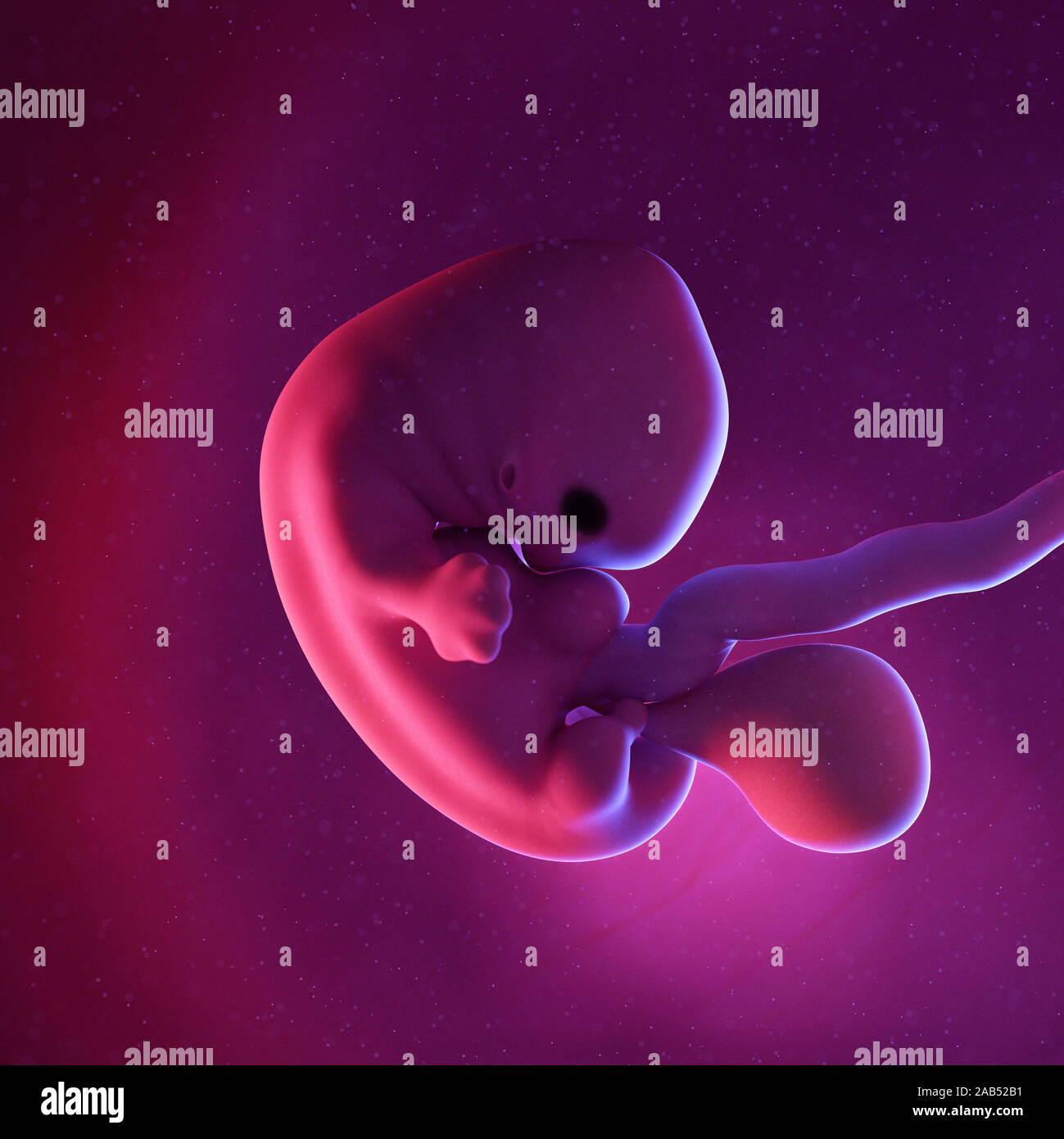 3d rendered medically accurate illustration of a human fetus - week 7 ...