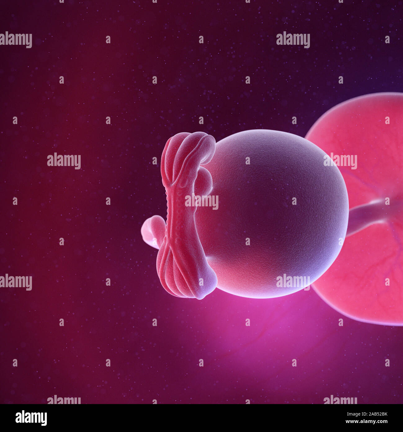 Fetus in utero fetal development hi-res stock photography and images ...