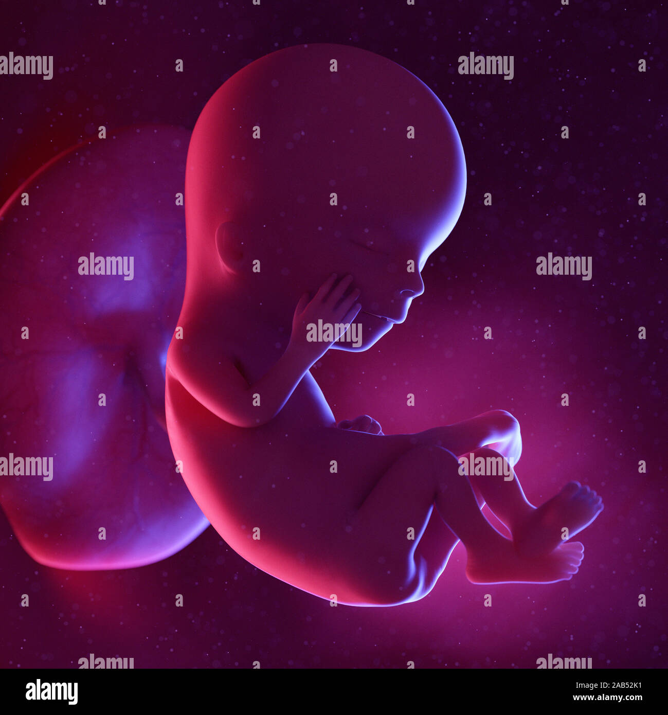 3d rendered medically accurate illustration of a human fetus - week 12 ...