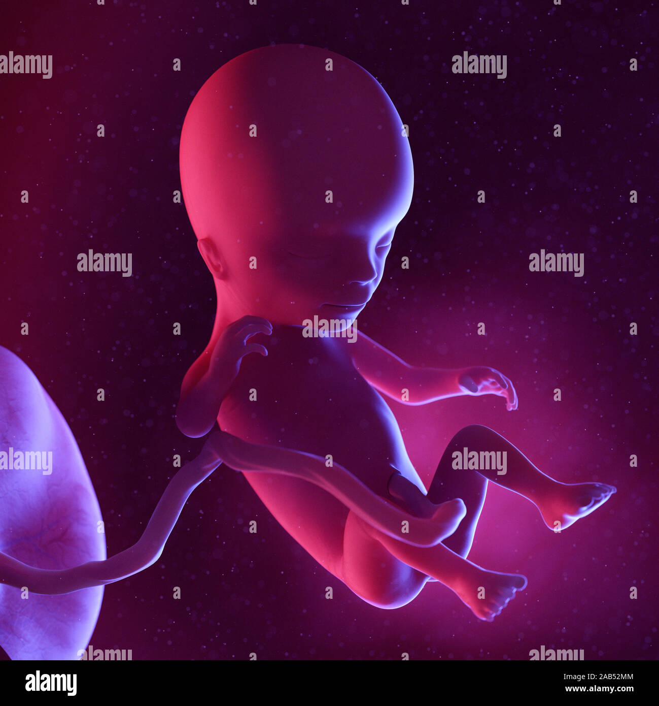14 week ultrasound hi-res stock photography and images - Alamy