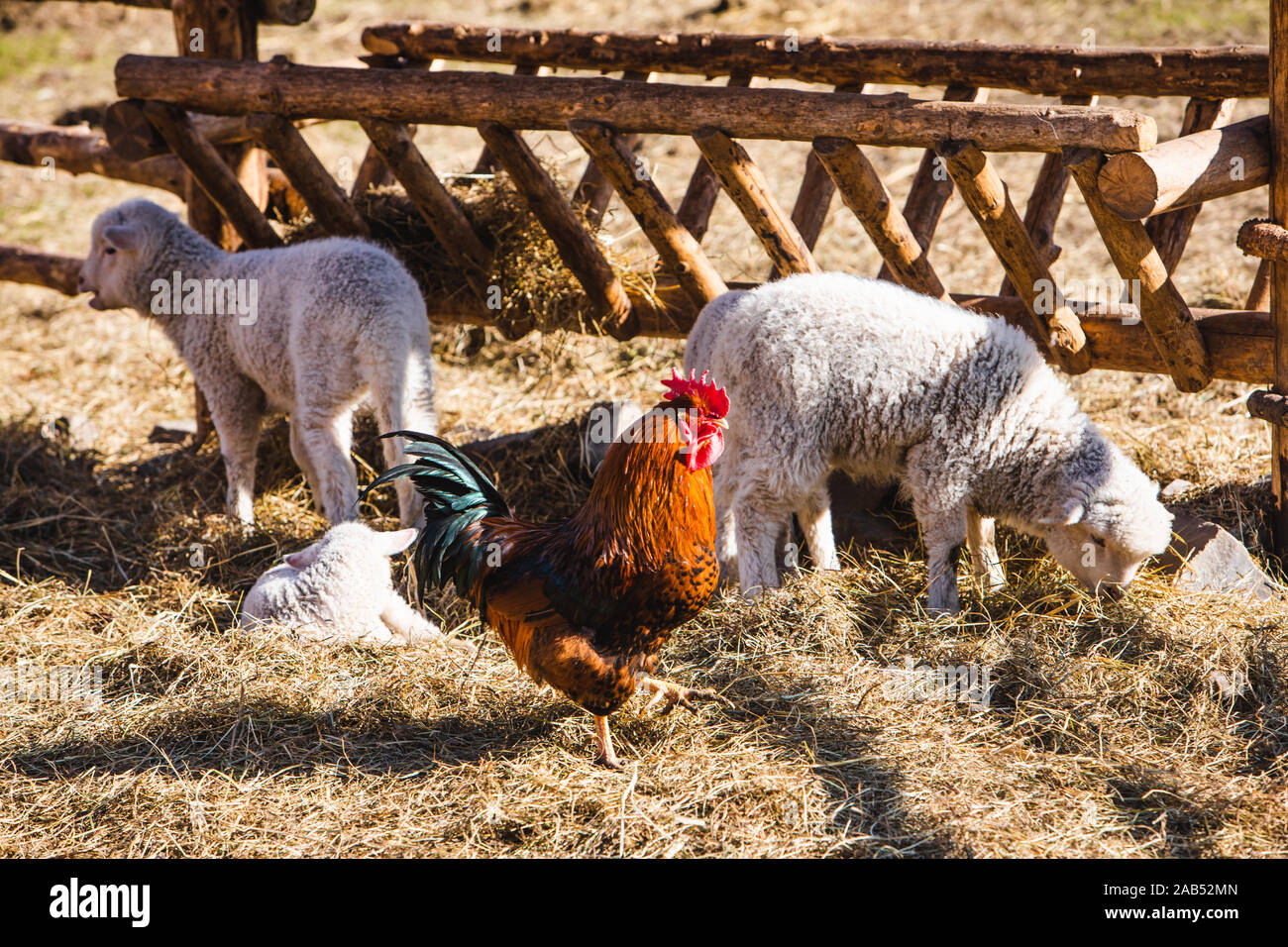 sheep and chicken at contact zoo farm Stock Photo - Alamy