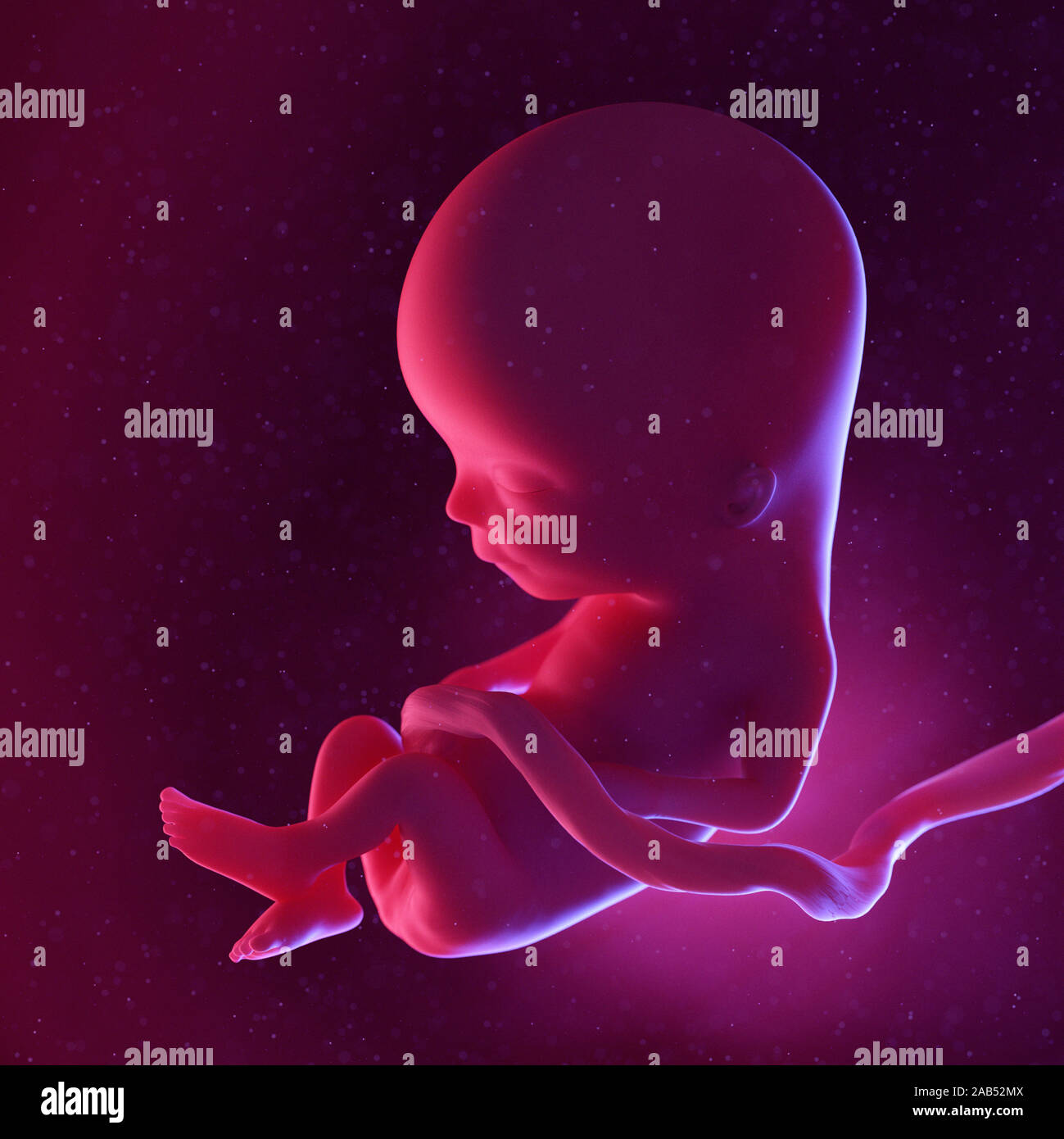 3d rendered medically accurate illustration of a human fetus - week ...