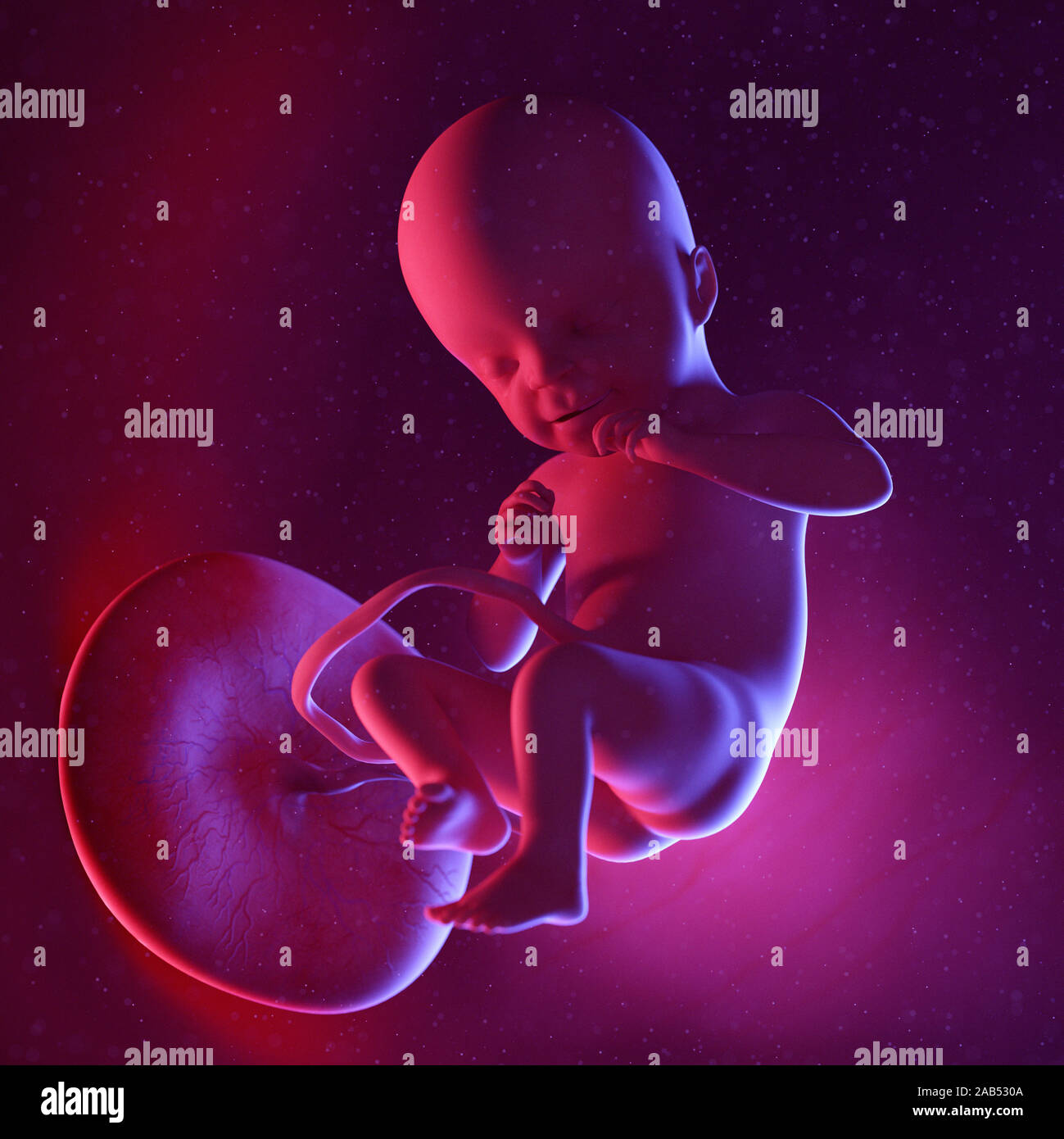 3d rendered medically accurate illustration of a human fetus - week 21 ...