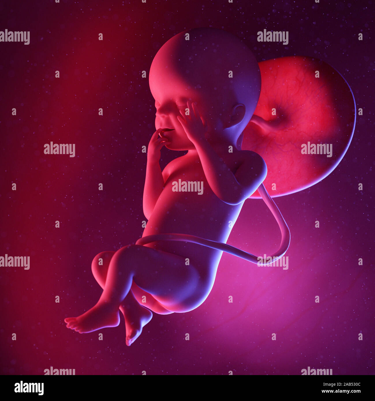 3d rendered medically accurate illustration of a human fetus - week 23 ...
