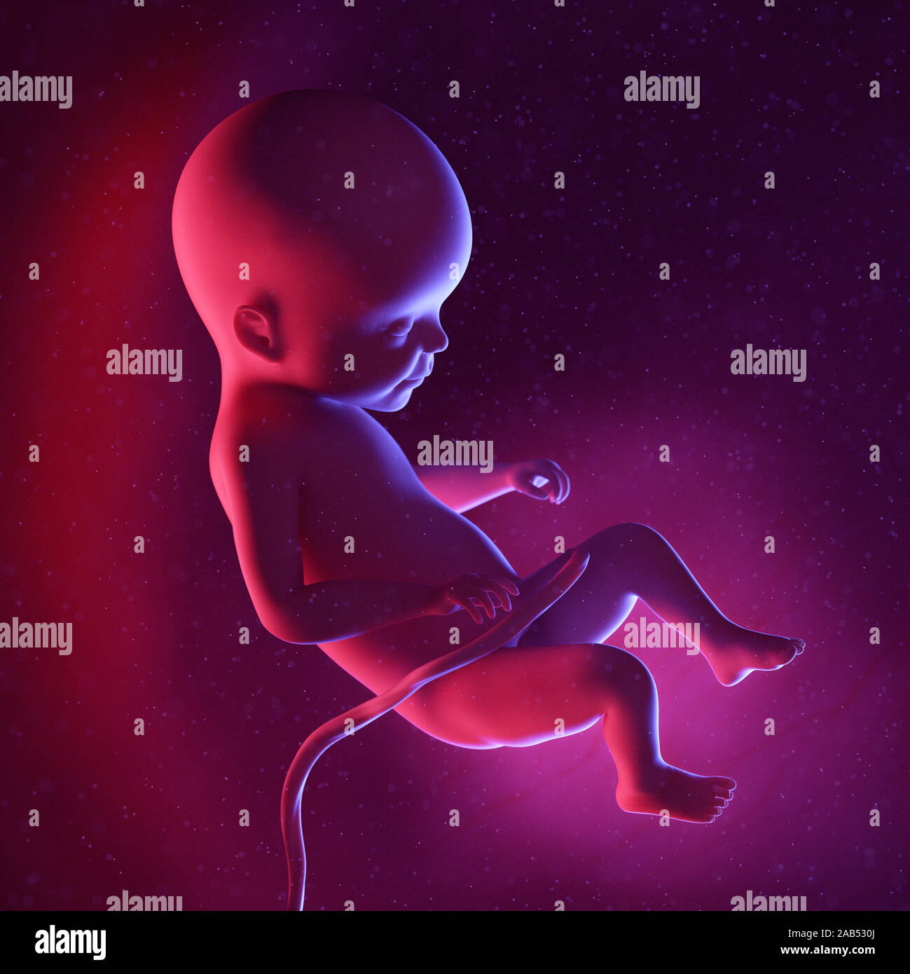 3d rendered medically accurate illustration of a human fetus - week 22 ...