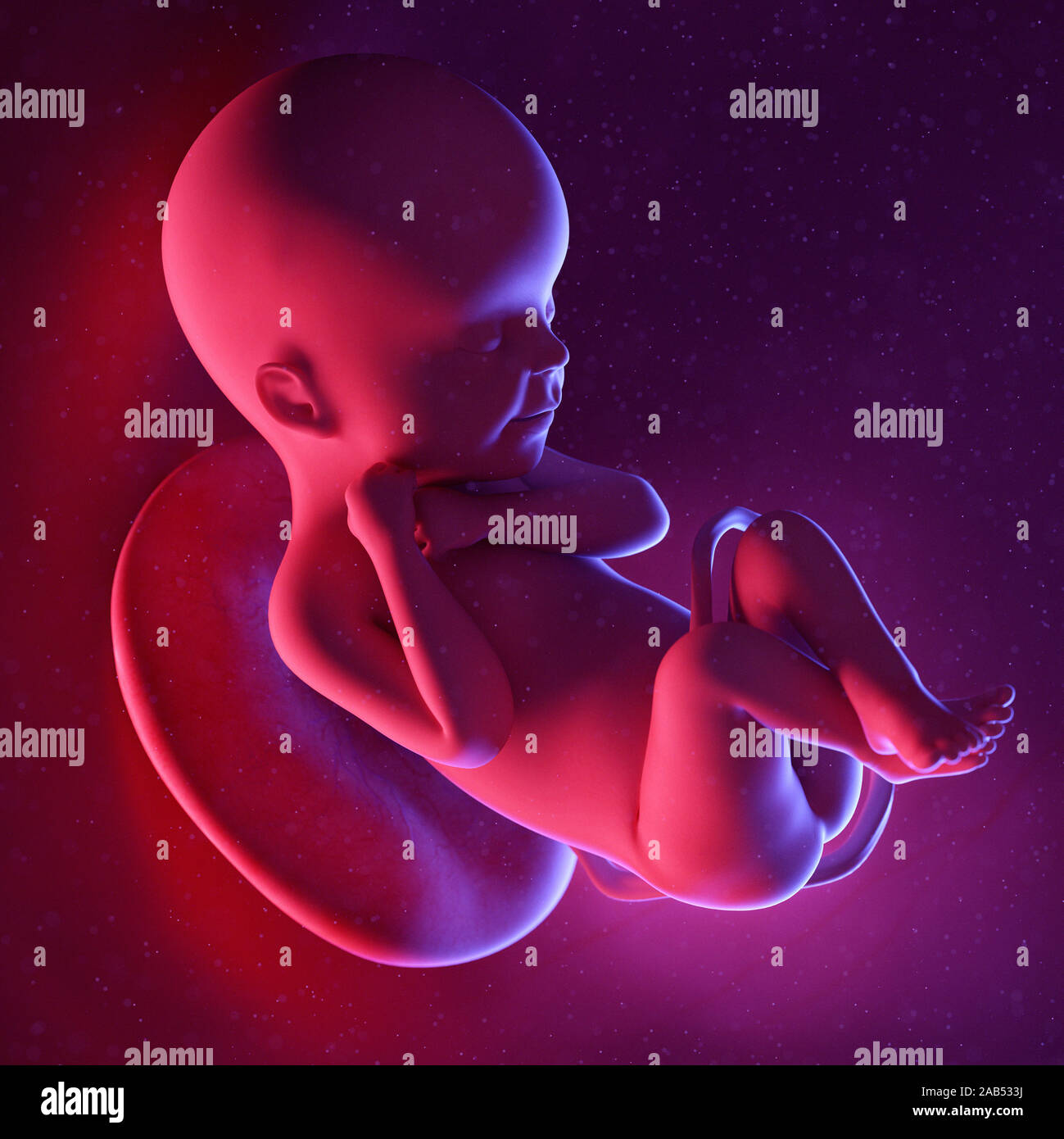 3d rendered medically accurate illustration of a human fetus - week 24 ...