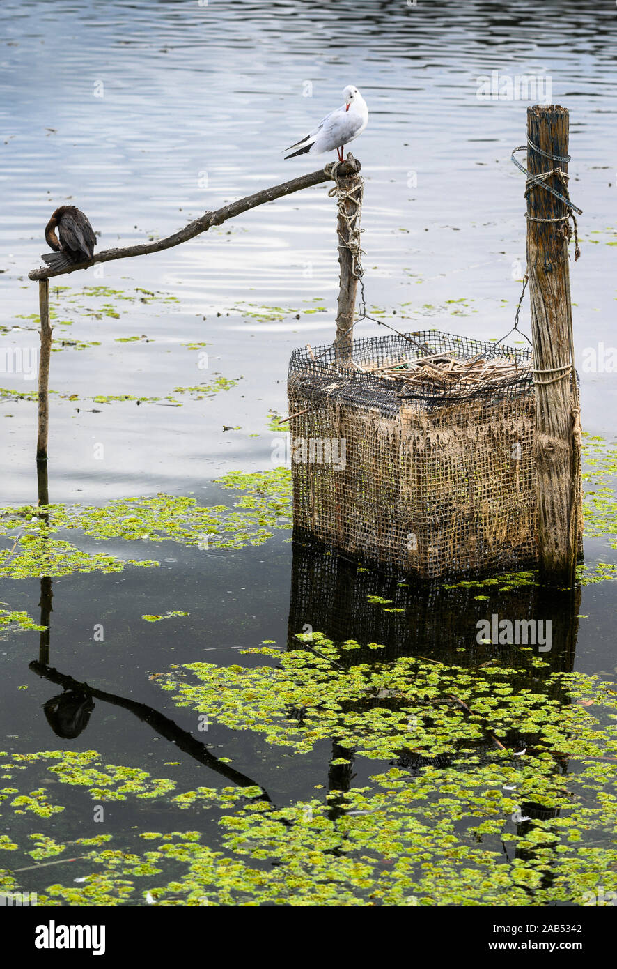 Share with wildlife hi-res stock photography and images - Alamy