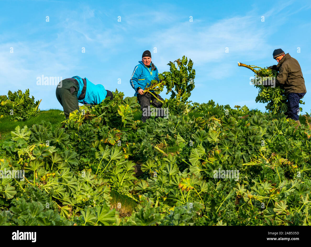 Scottish Seabird Centre volunteer project with volunteers cutting tree ...
