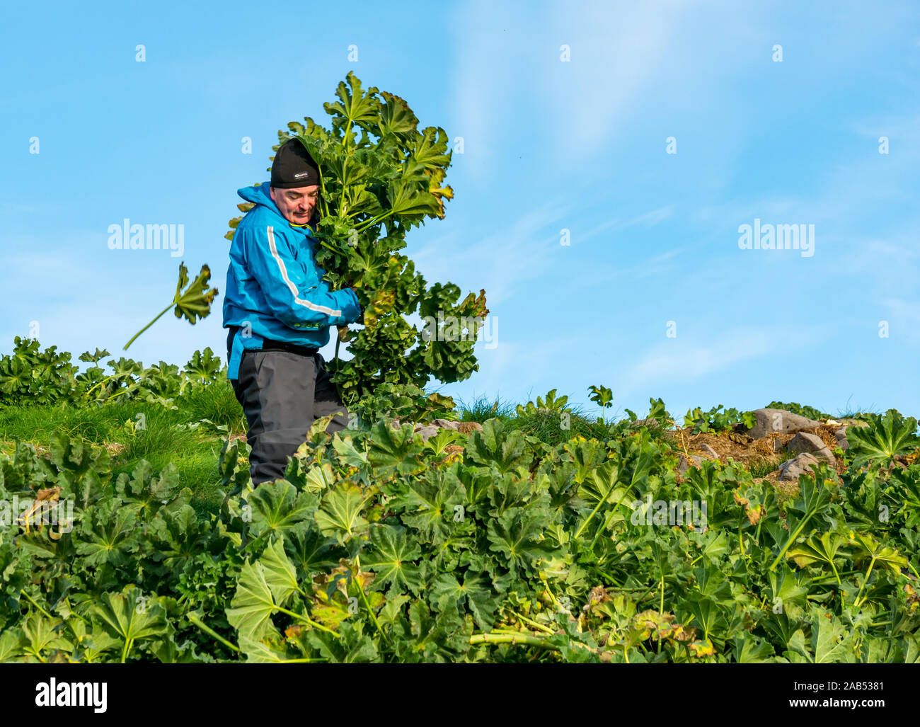 Scottish Seabird Centre volunteer project with man cutting tree mallow ...