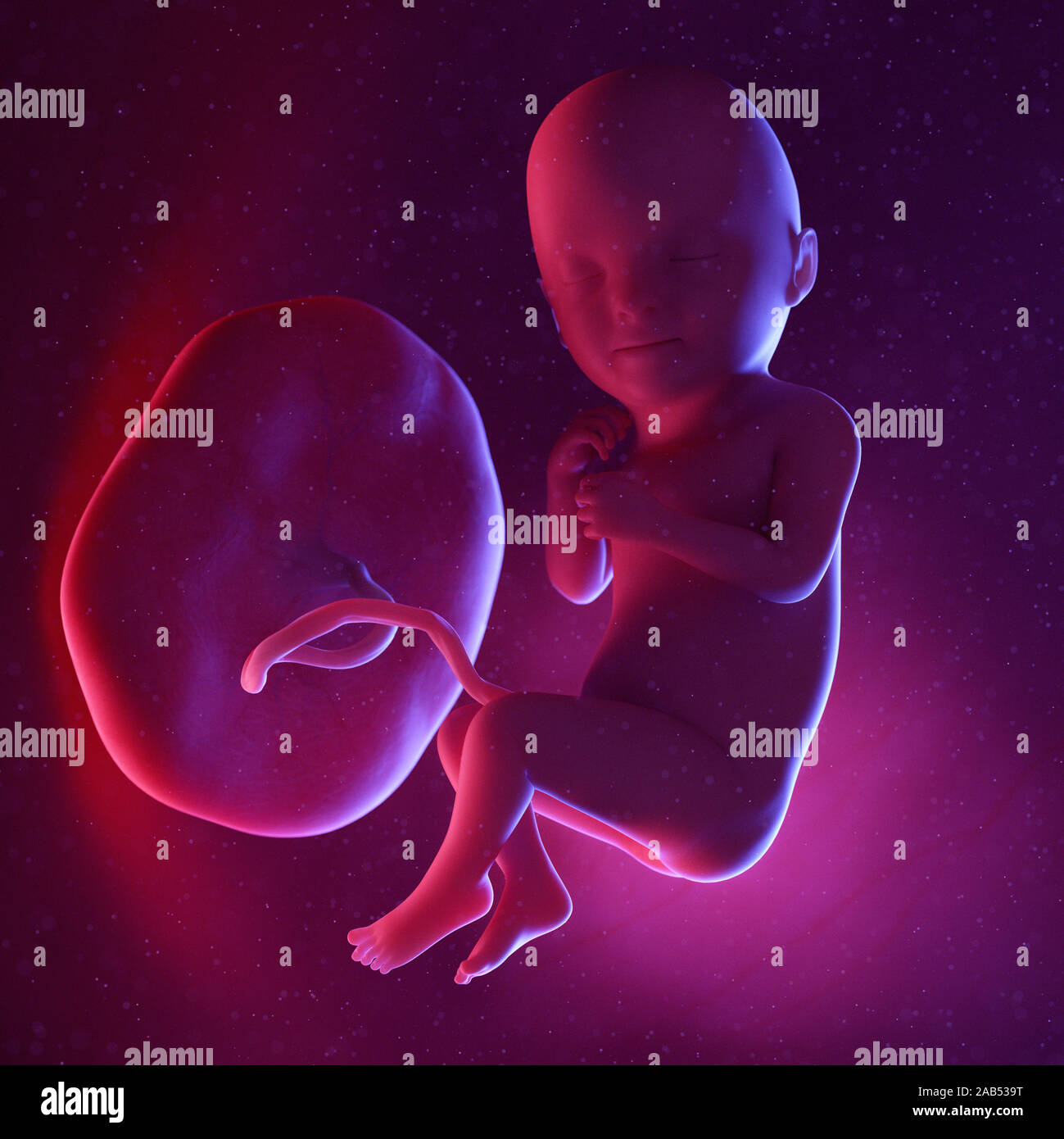3d rendered medically accurate illustration of a human fetus - week 33 ...