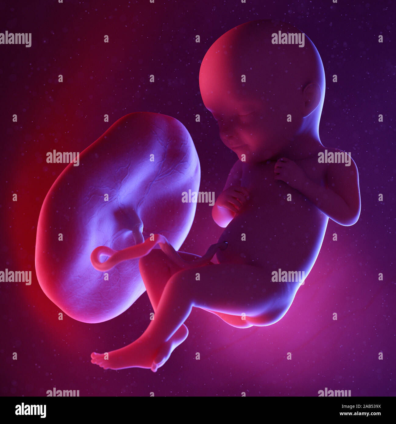 3d rendered medically accurate illustration of a human fetus - week 32 ...