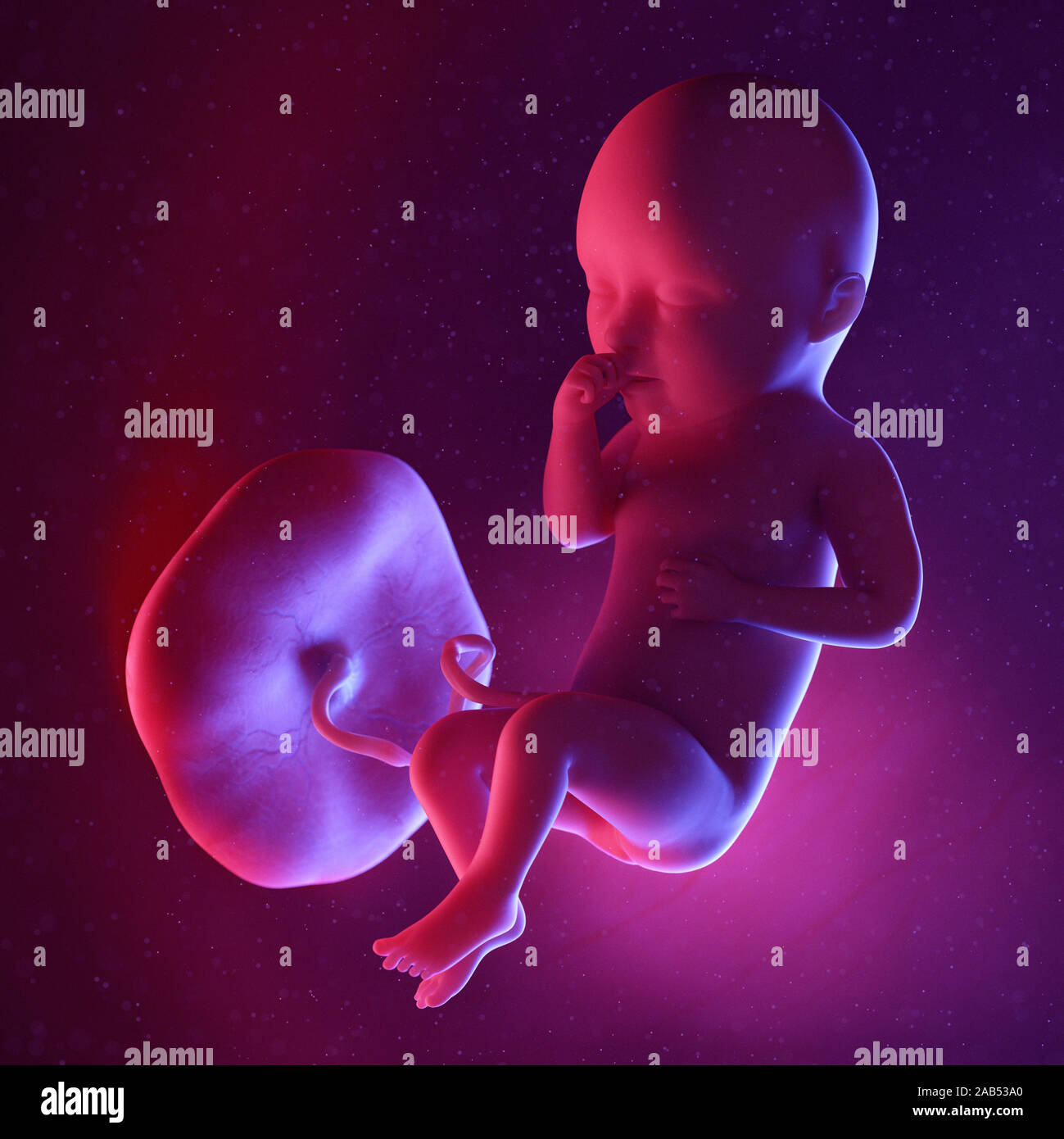 34 Fetal Development High Resolution Stock Photography and Images - Alamy
