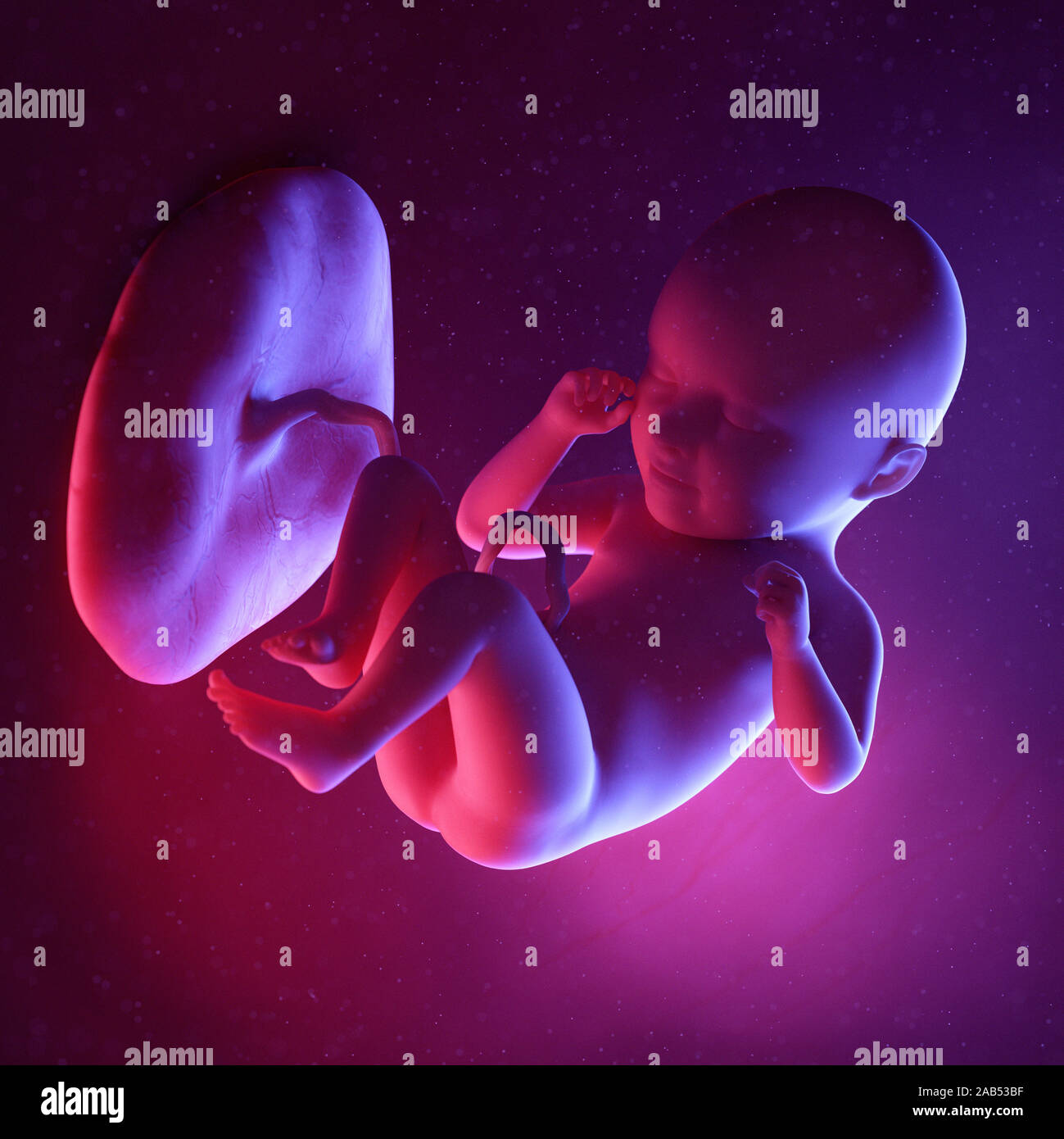 3d rendered medically accurate illustration of a human fetus - week 35 ...