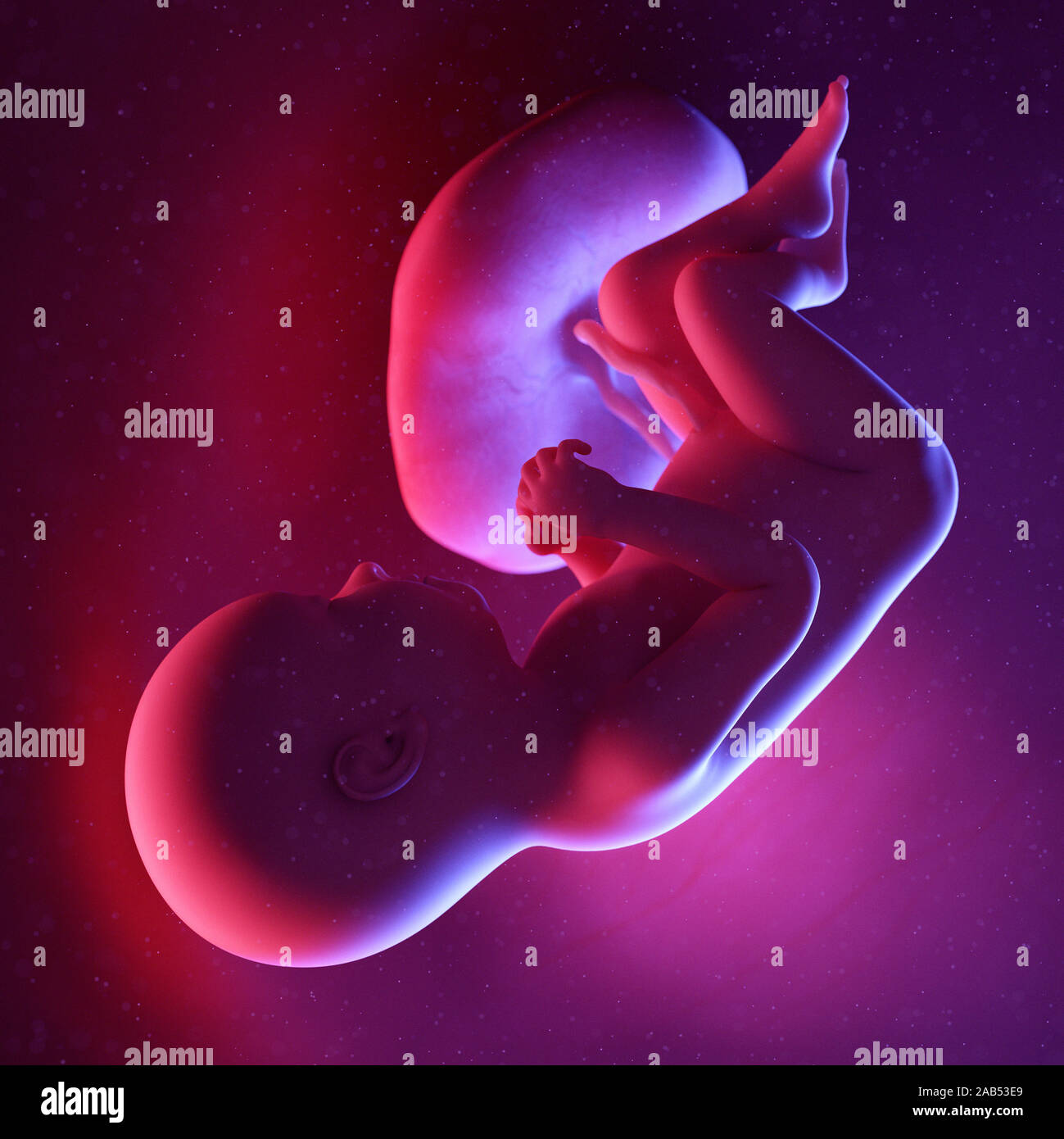 3d rendered medically accurate illustration of a human fetus - week 37 ...