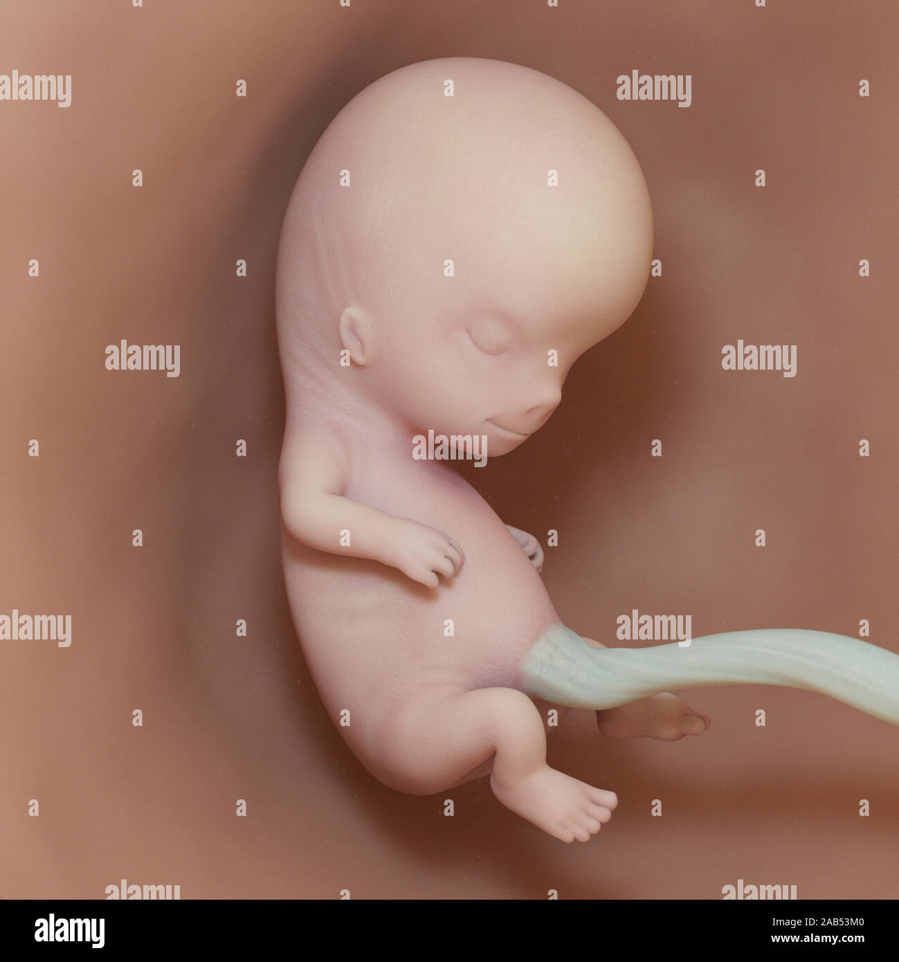 3d rendered medically accurate illustration of a human fetus - week 10 ...