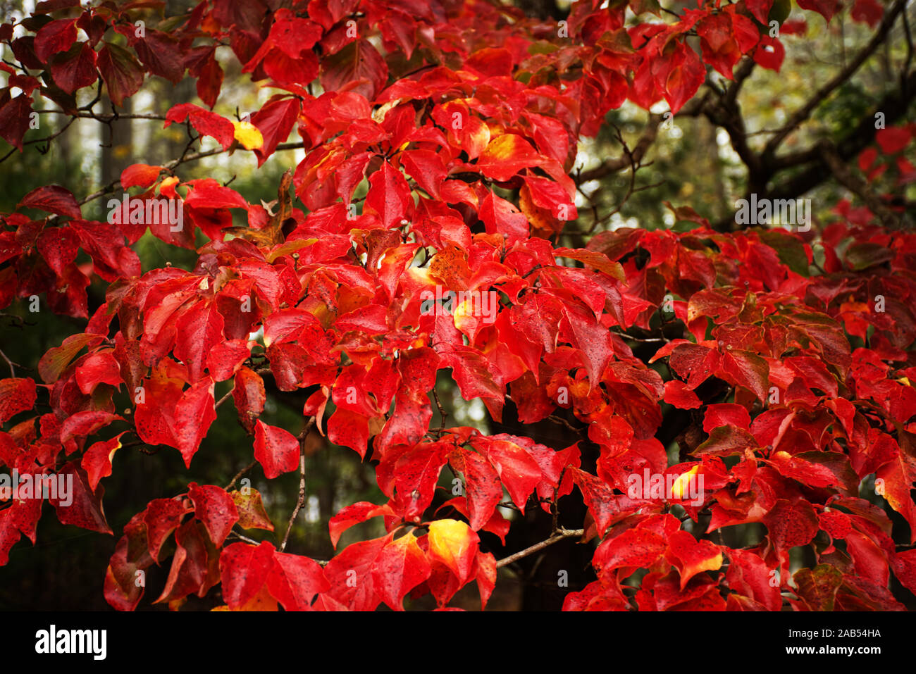 Dogwood tree in full autumn color with red leaves Stock Photo - Alamy