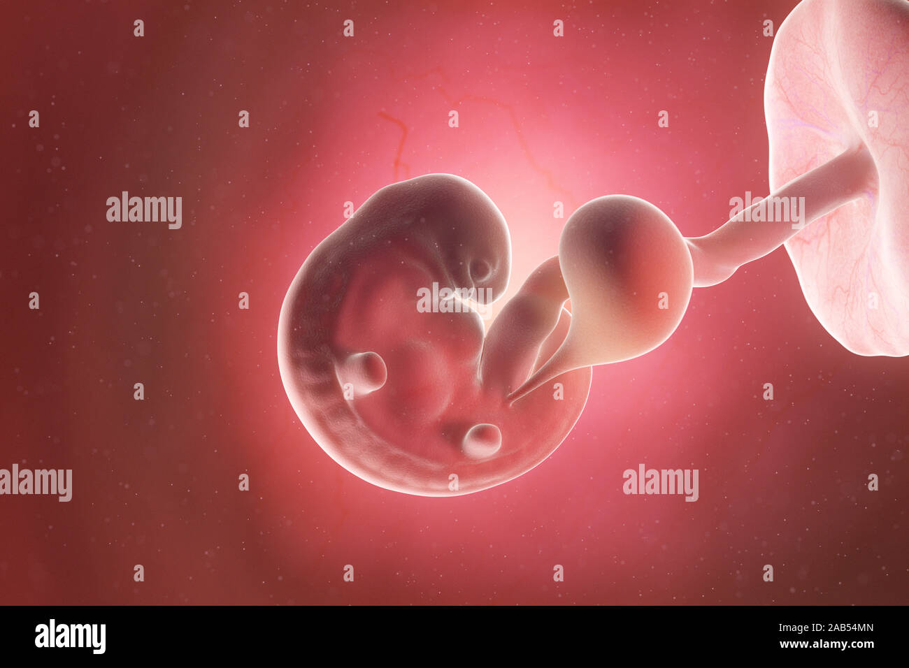 6 week ultrasound hi-res stock photography and images - Alamy