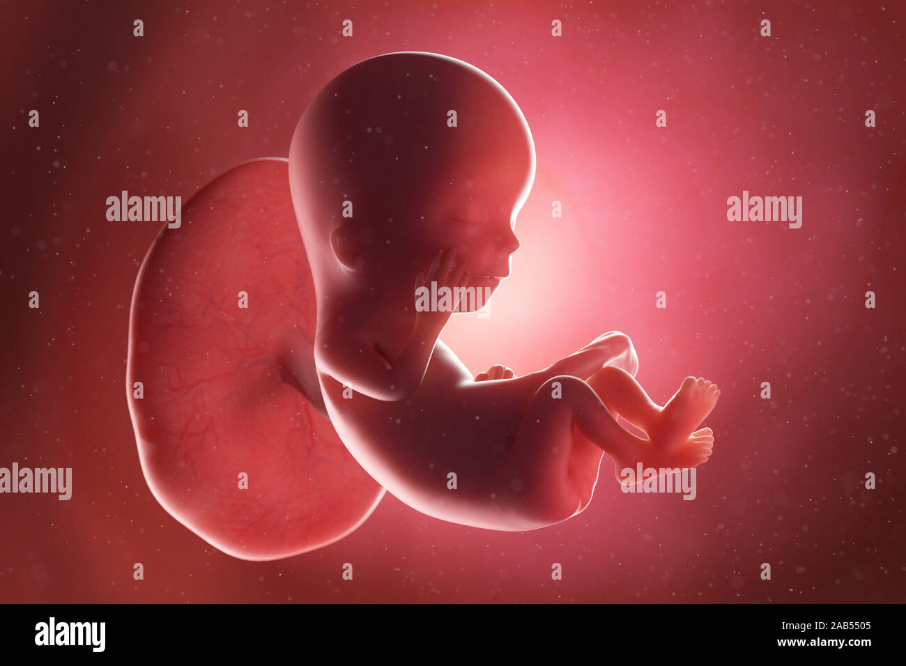 12 week ultrasound hi-res stock photography and images - Alamy