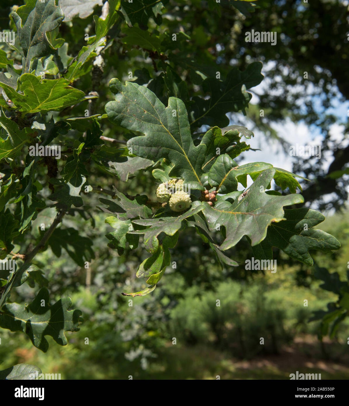 Sessile Oak, Cornish Oak or Durmast Oak Tree (Quercus petraea) in a ...