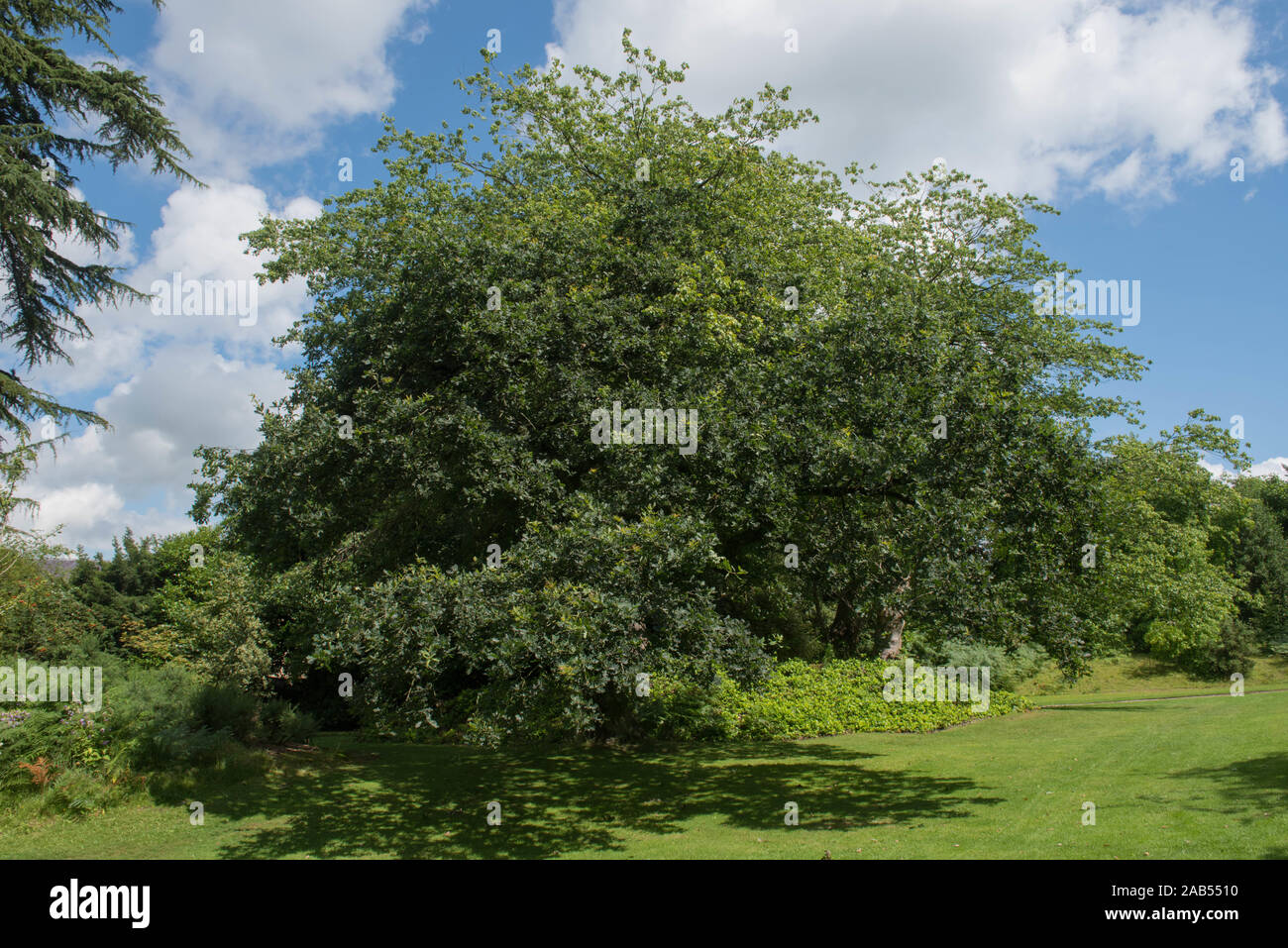 Sessile Oak, Cornish Oak or Durmast Oak Tree (Quercus petraea) in a ...