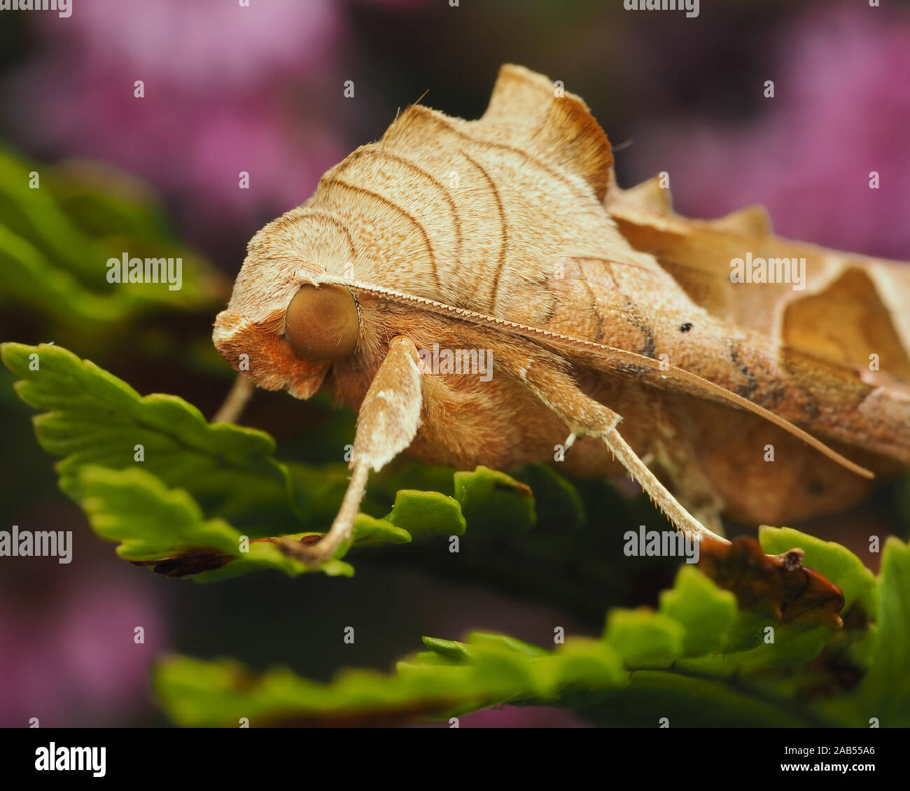 Angle shades moth hi-res stock photography and images - Alamy