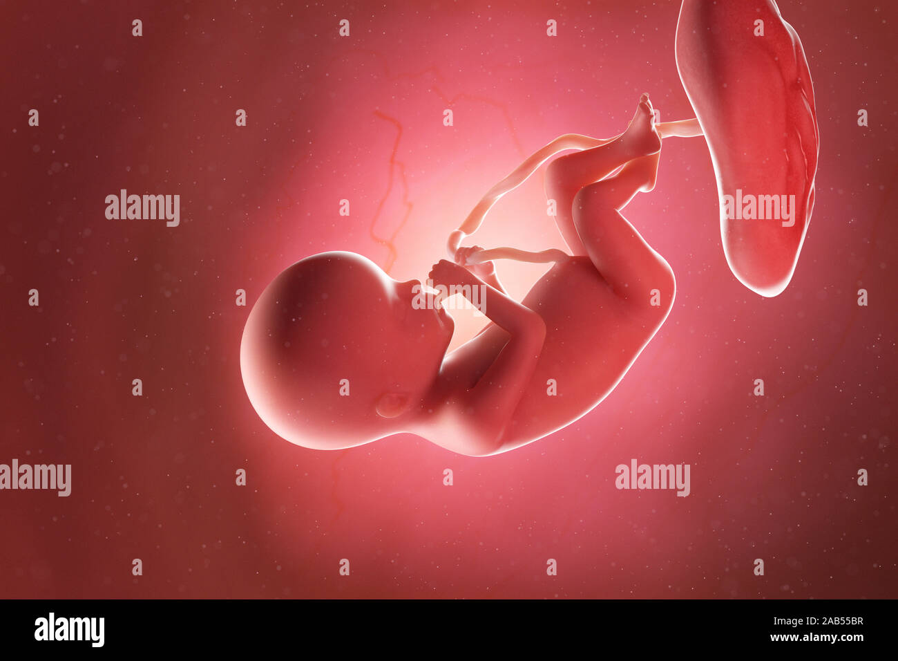 20 week fetus hi-res stock photography and images - Alamy