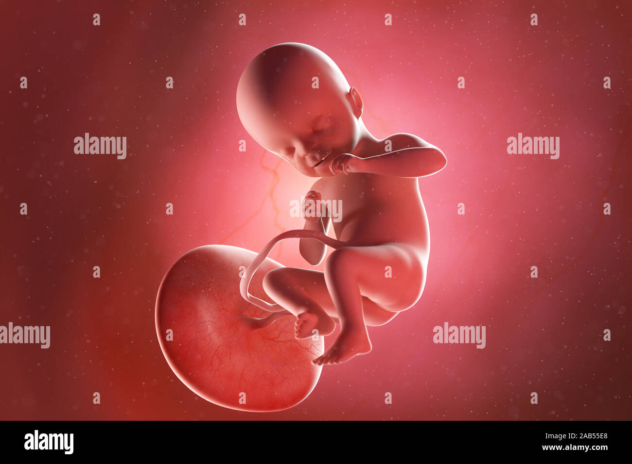 21 Week Fetus Size