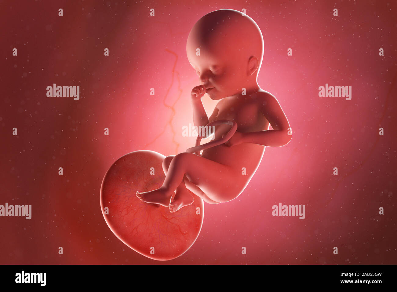 Week 25 in fetal development hi-res stock photography and images - Alamy