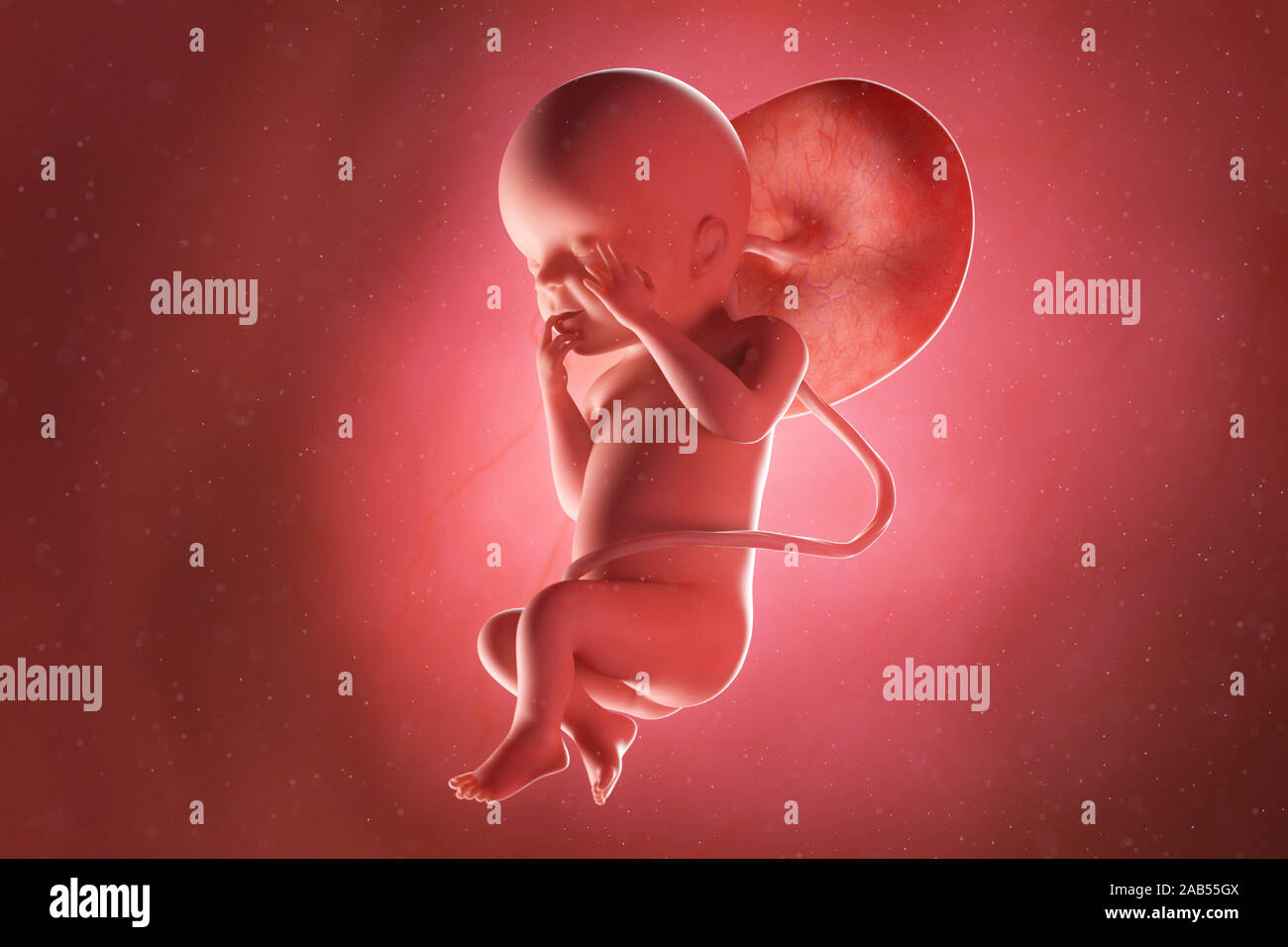 Week 23 in fetal development hi-res stock photography and images - Alamy