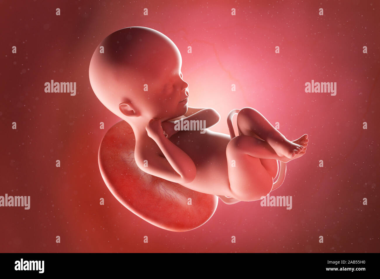 24 week fetus in utero hi-res stock photography and images - Alamy