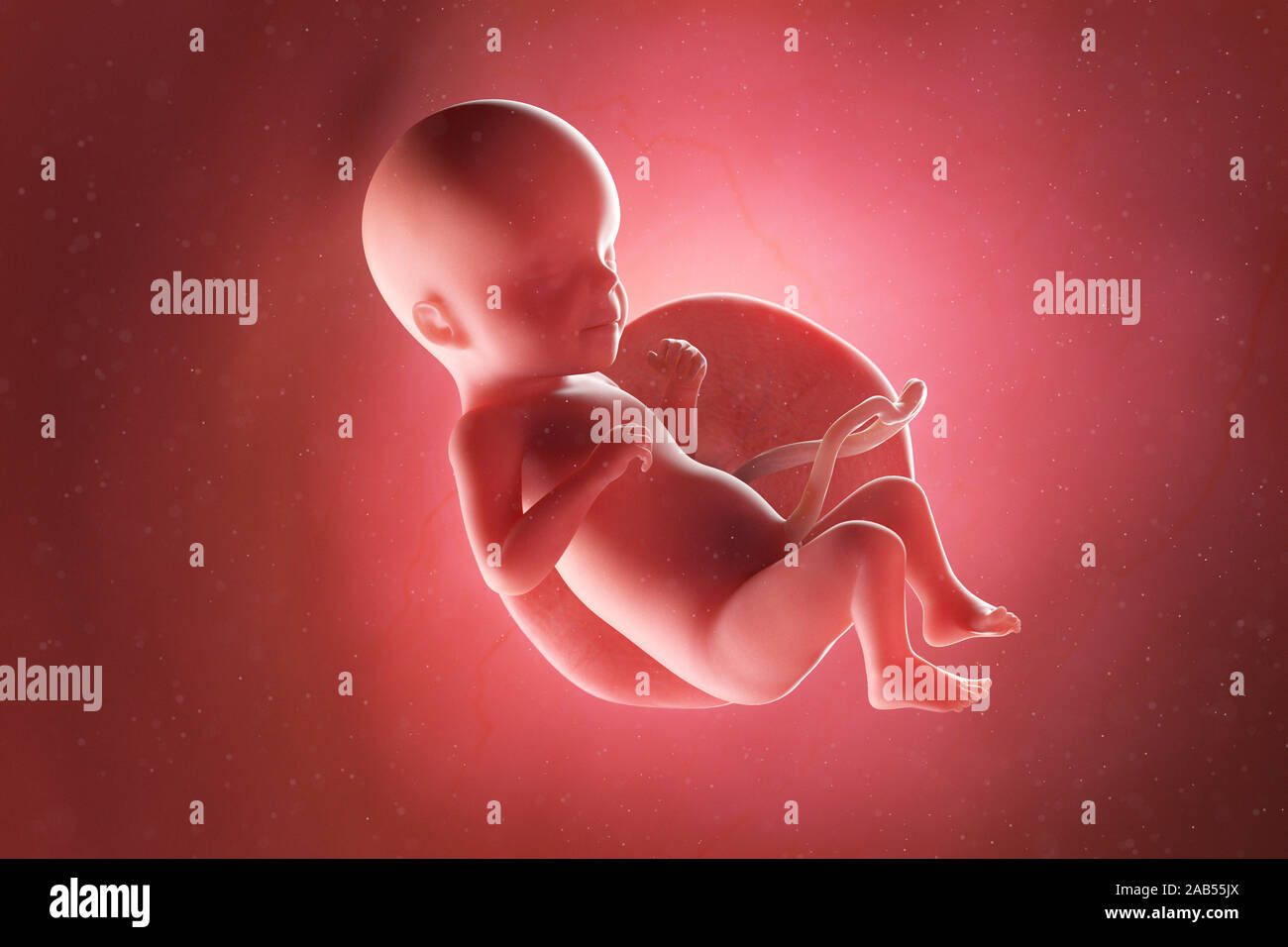 3d rendered medically accurate illustration of a fetus at week 26 Stock ...