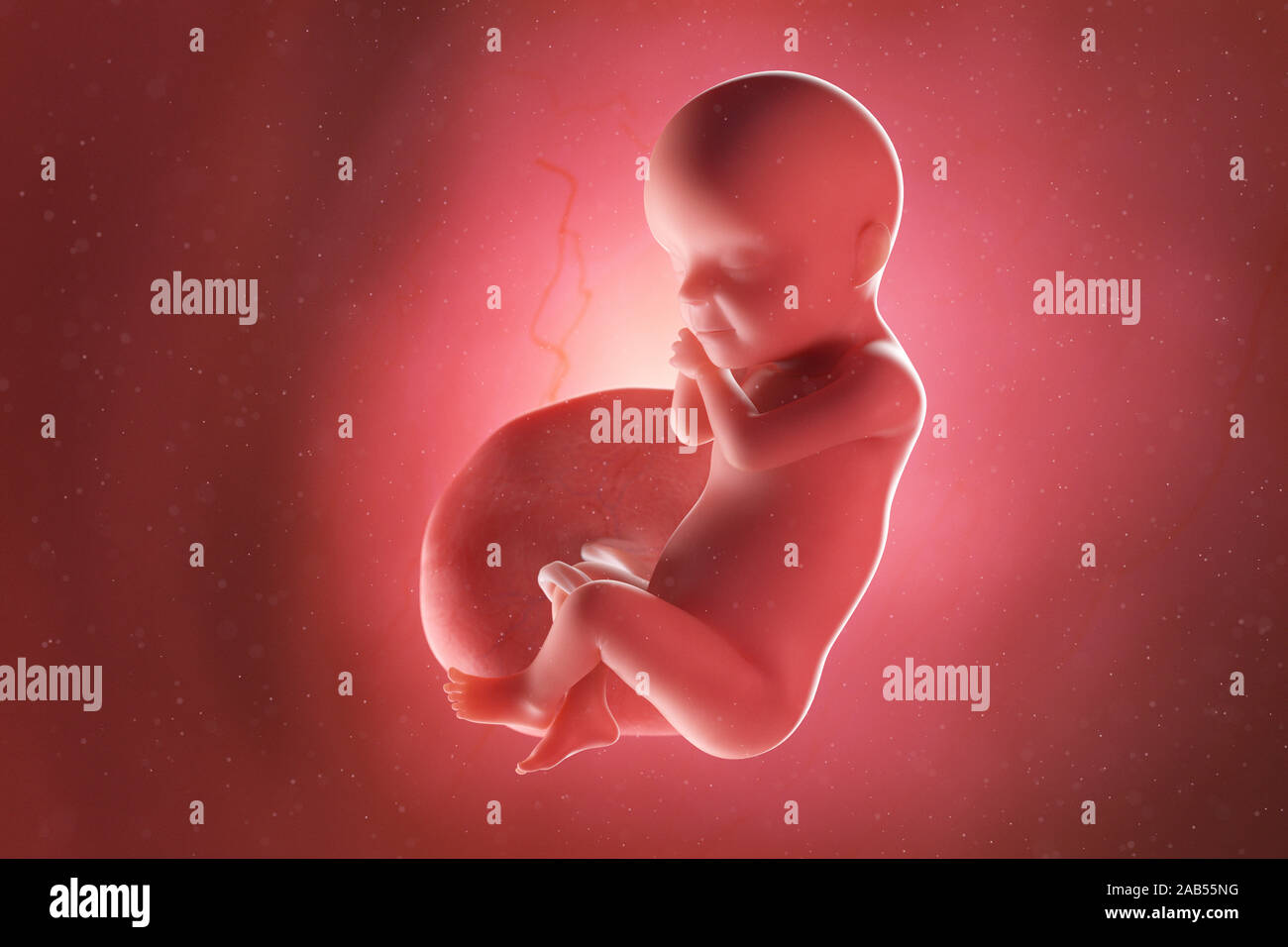 30 week fetus hi-res stock photography and images - Alamy