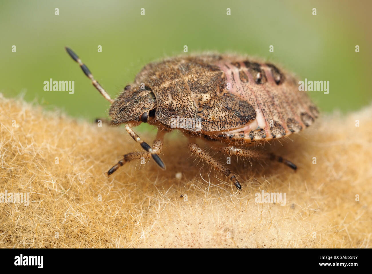 Hairy shieldbug final instar nymph hi-res stock photography and images ...