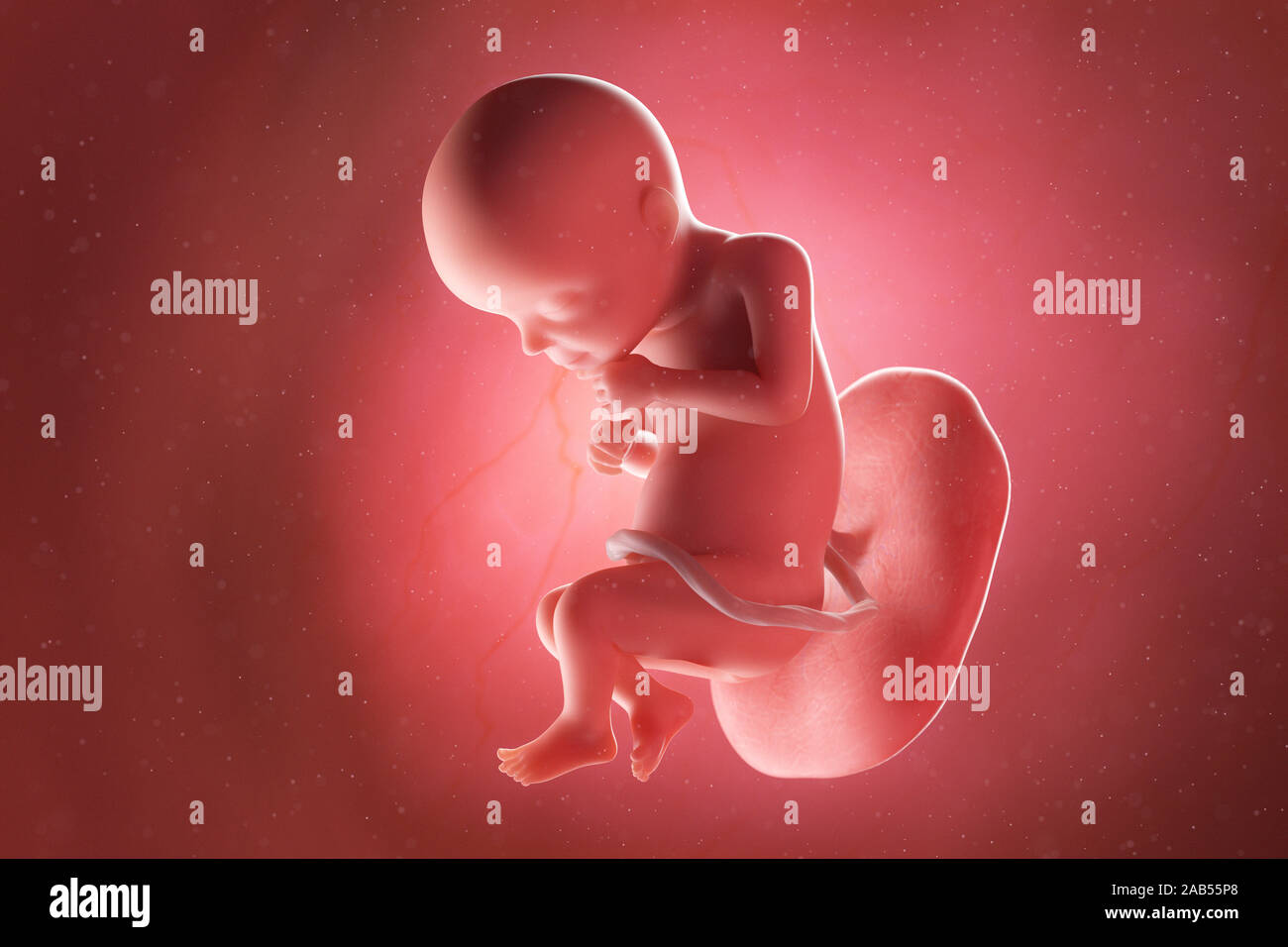 28 week fetus in utero hi-res stock photography and images - Alamy