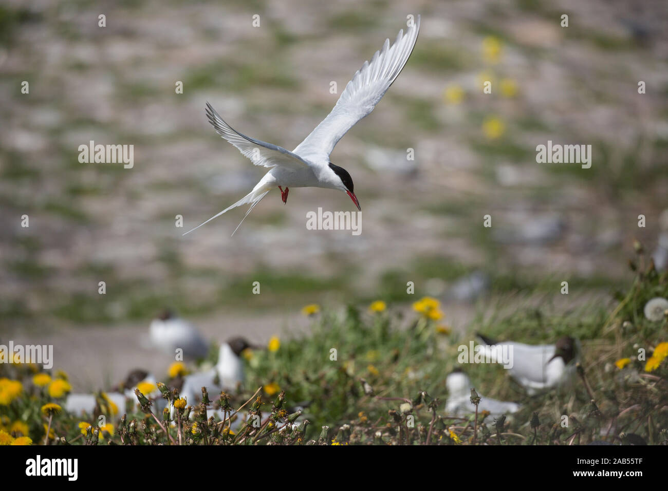 Fluss seeschwalbe hi-res stock photography and images - Alamy