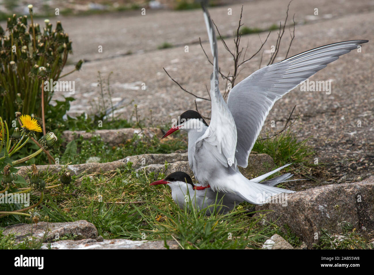 Fluss seeschwalbe hi-res stock photography and images - Alamy