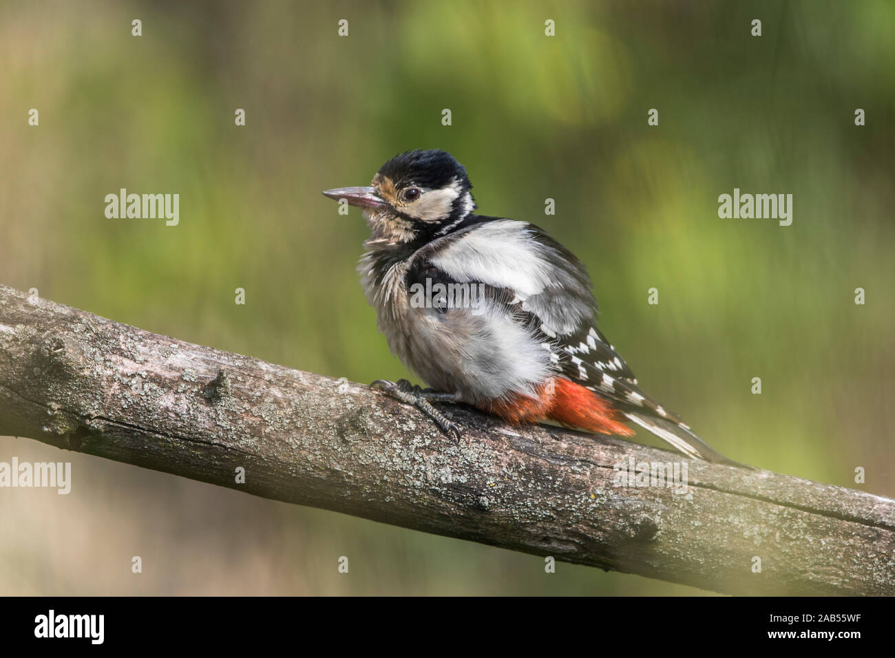 Buntspechte hi-res stock photography and images - Alamy