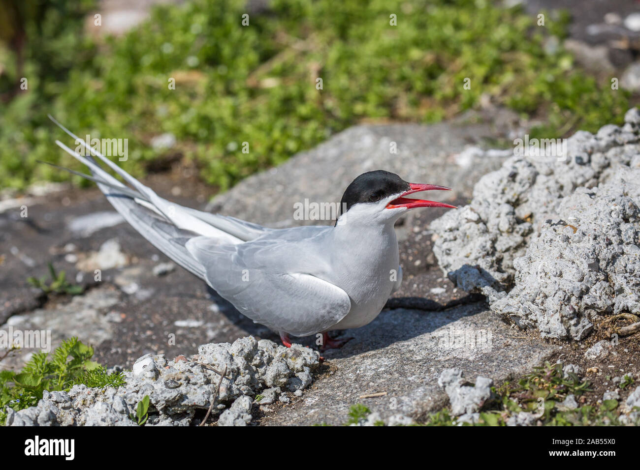 Fluss seeschwalbe hi-res stock photography and images - Alamy